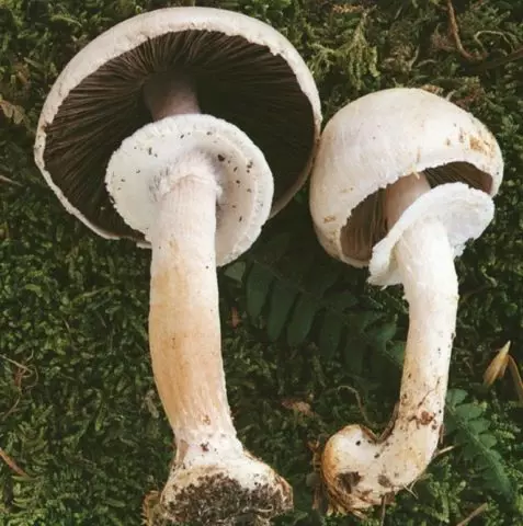 Champignon curvo (nitidamente nodular): onde cresce, como se parece, é possível comer 5509_1