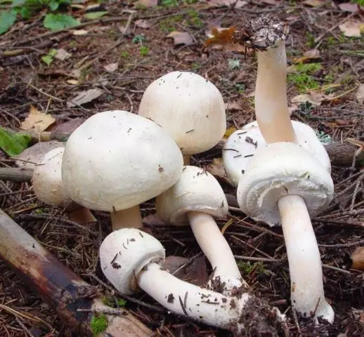 Curve champignon (musamman nodular): inda yake girma, yadda yake, yana yiwuwa a ci 5509_2