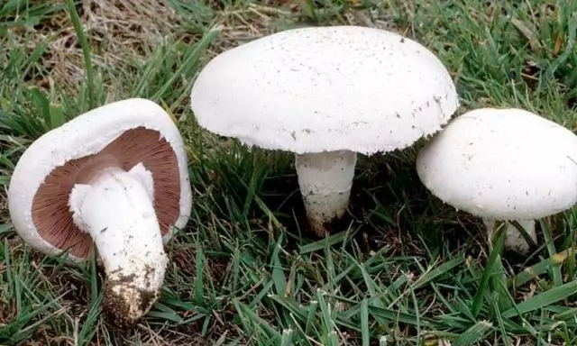 Curve Champignon (kloer nodulär): wou et wiisst, wéi et ausgesäit, ass et méiglech ze iessen 5509_3