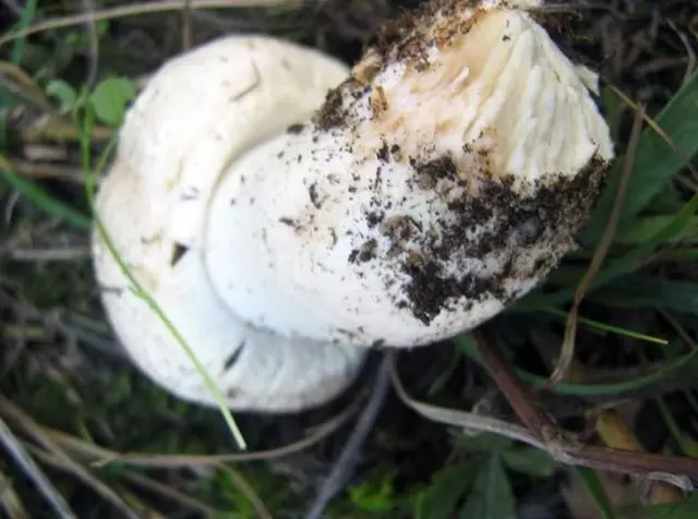 Лугавой шампіньёны (звычайны, грыб печерица, Agaricus campestris): як выглядае, віды, дзе і як растуць, карысныя ўласцівасці 5514_1