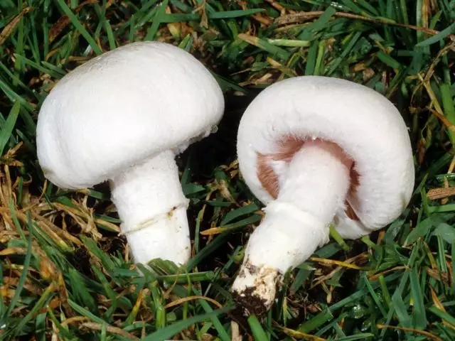 Лугавой шампіньёны (звычайны, грыб печерица, Agaricus campestris): як выглядае, віды, дзе і як растуць, карысныя ўласцівасці 5514_13