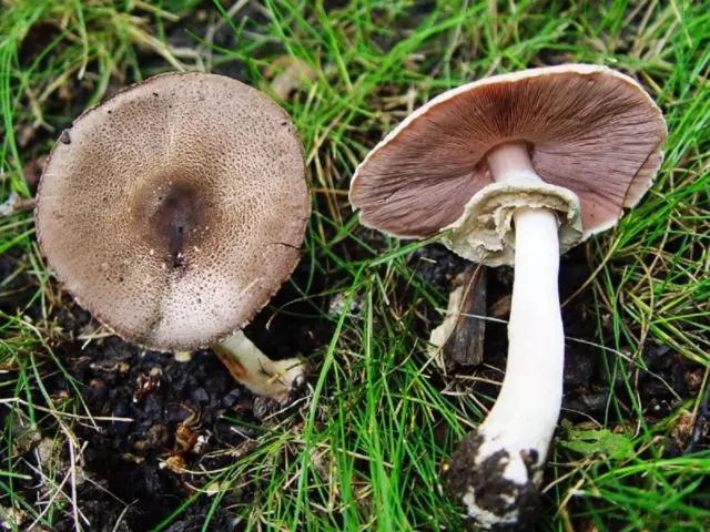 Лугавой шампіньёны (звычайны, грыб печерица, Agaricus campestris): як выглядае, віды, дзе і як растуць, карысныя ўласцівасці 5514_19