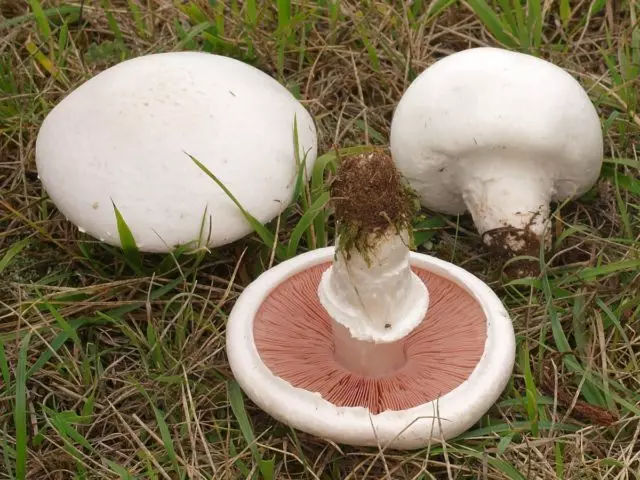 Лугавой шампіньёны (звычайны, грыб печерица, Agaricus campestris): як выглядае, віды, дзе і як растуць, карысныя ўласцівасці 5514_3