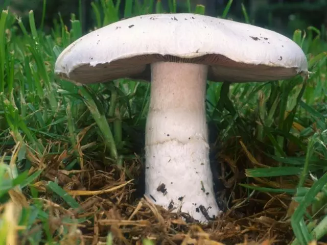 Лугавой шампіньёны (звычайны, грыб печерица, Agaricus campestris): як выглядае, віды, дзе і як растуць, карысныя ўласцівасці 5514_4