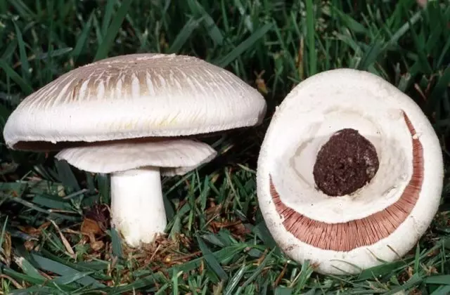 Лугавой шампіньёны (звычайны, грыб печерица, Agaricus campestris): як выглядае, віды, дзе і як растуць, карысныя ўласцівасці 5514_6