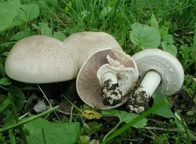 Champignon zərif (çəhrayı-lamellar): harada böyüyür, necə görünür, yemək mümkündürmü? 5516_1