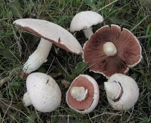 Champignon նազելի (վարդագույն-շերտավոր). Որտեղ աճում է, ինչ տեսք ունի, հնարավո՞ր է ուտել 5516_2