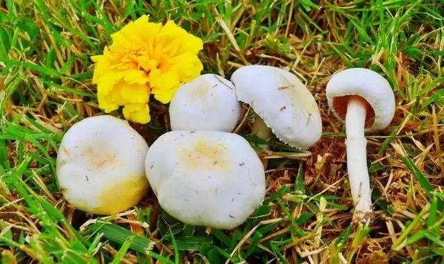 Champignon anggun (pink-lamellar): dimana tumuh, kumaha rupana, éta tiasa didahar 5516_3