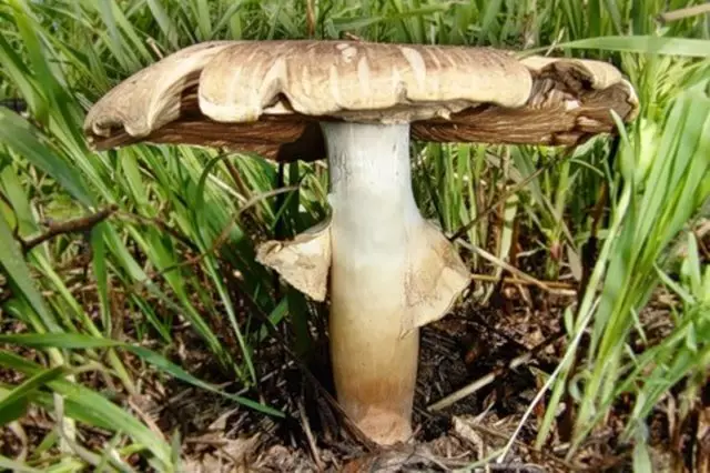 Champignon anggun (pink-lamellar): dimana tumuh, kumaha rupana, éta tiasa didahar 5516_4