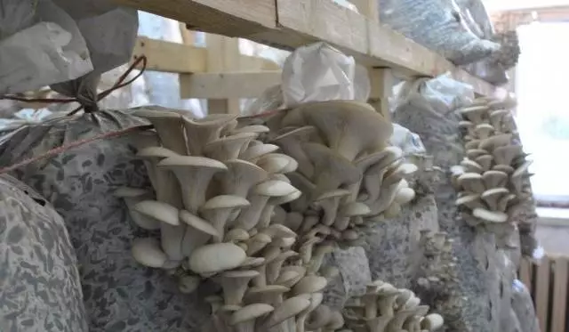 How to grow oyster mushrooms at home 5528_13