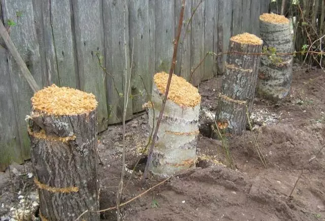 How to grow oyster mushrooms at home 5528_14