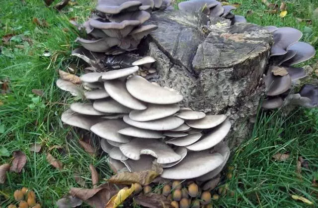 How to grow oyster mushrooms at home 5528_16