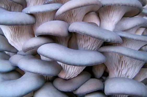 How to grow oyster mushrooms at home 5528_17