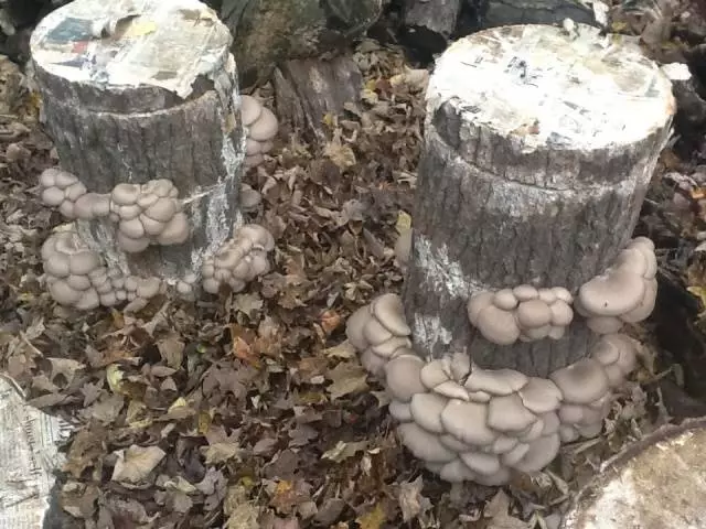 How to grow oyster mushrooms at home 5528_2