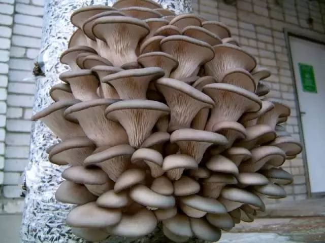 How to grow oyster mushrooms at home 5528_3