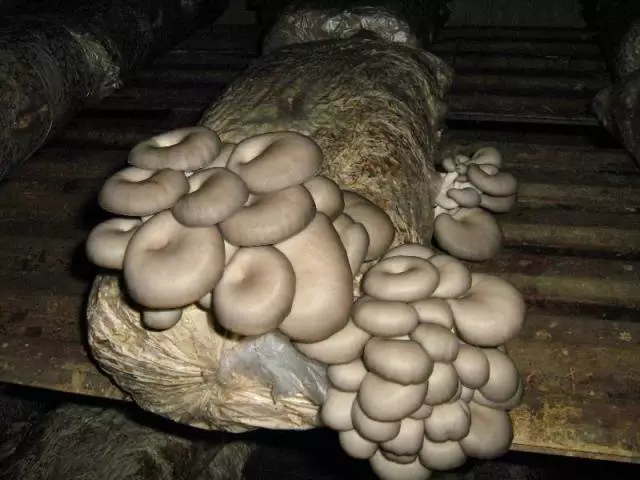 How to grow oyster mushrooms at home 5528_4