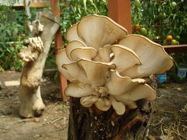 Ho jala li-mushroom tsa oyster likutung 5530_10