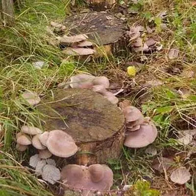 Ho jala li-mushroom tsa oyster likutung 5530_7