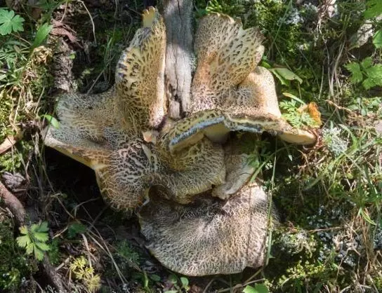 Albatrellus Tien Shan: nerede büyüdüğü, neye benzediği, mantar yemek mümkün mü 5536_2