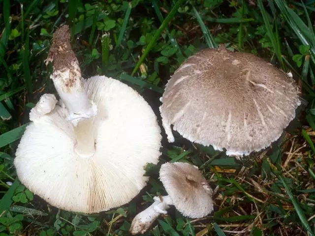 Belochampignon long-root: foto og beskrivelse af svampen, spiselig eller ej 5553_2