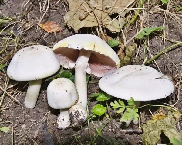 Belochampignon long-root: photo and description of the mushroom, edible or not 5553_3