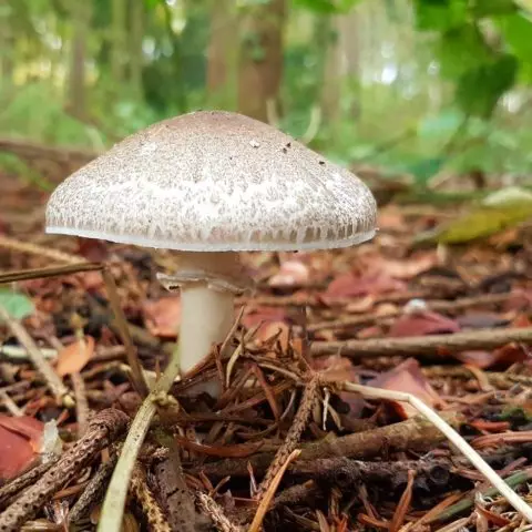 Belochampignon dugi korijen: fotografija i opis gljive, jestive ili ne 5553_4