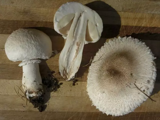 Belochampignon langrot: foto og beskrivelse av soppen, spiselig eller ikke 5553_5