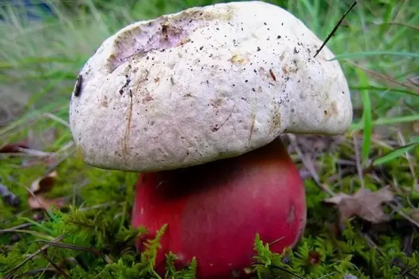 Witte paddenstoel op de snede wordt blauw: waarom, is het mogelijk om vergelijkbare soorten te eten? 5563_1