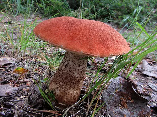 Witte paddenstoel op de snede wordt blauw: waarom, is het mogelijk om vergelijkbare soorten te eten? 5563_4