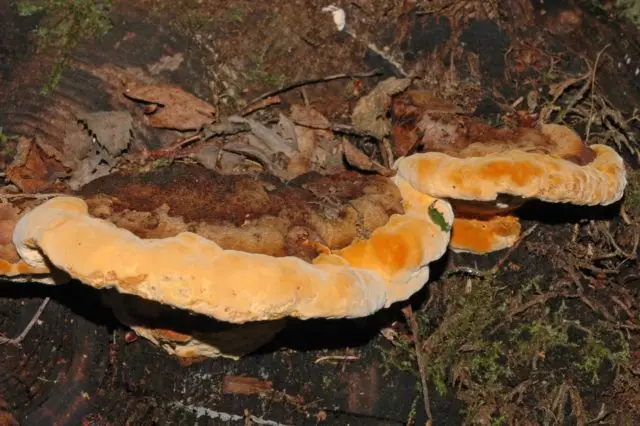 Log gleophyllum (Gloeophyllum trabeum): hvordan det ser ut, hvor og hvordan det vokser, spiselig eller ikke 5590_2