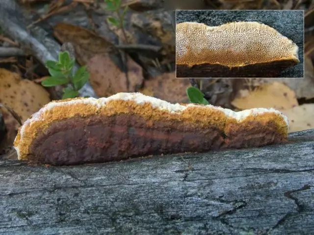 Log gleophyllum (Gloeophyllum trabeum): jak vypadá, kde a jak roste, jedlý nebo ne 5590_3