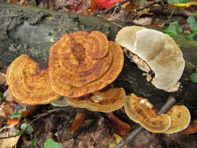 Log gleophyllum (Gloeophyllum trabeum): hvordan det ser ut, hvor og hvordan det vokser, spiselig eller ikke 5590_4