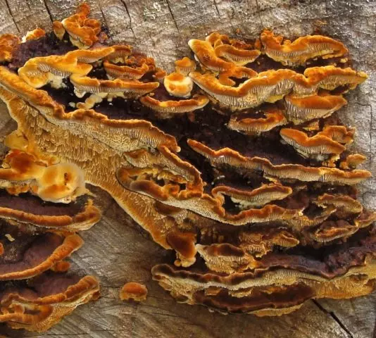 Gleophyllum qaadashada (polypore qaadashada, Gloeophyllum sepiarium): sida ay u egtahay, meesha iyo sida ay u koraan, la cuni karo iyo in kale 5594_1