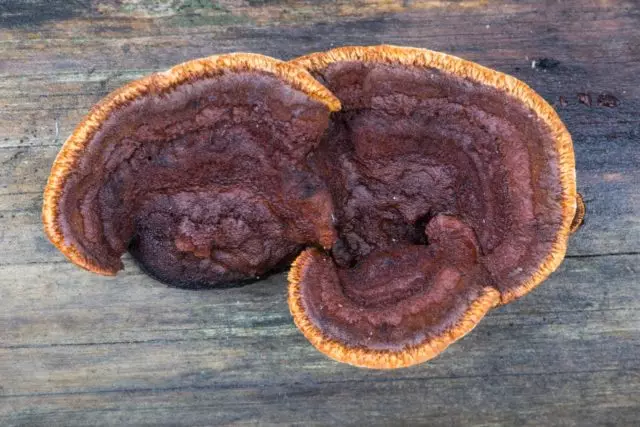 Gleophyllum qaadashada (polypore qaadashada, Gloeophyllum sepiarium): sida ay u egtahay, meesha iyo sida ay u koraan, la cuni karo iyo in kale 5594_2