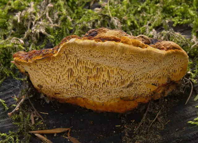 Gleophyllum qaadashada (polypore qaadashada, Gloeophyllum sepiarium): sida ay u egtahay, meesha iyo sida ay u koraan, la cuni karo iyo in kale 5594_3