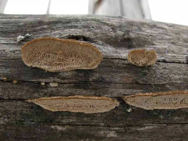 Глеофиллум заборны (трутавік заборны, Gloeophyllum sepiarium): як выглядае, дзе і як расце, ядомы ці не 5594_8