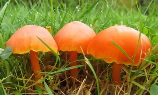 Oak hygrocybe: wêr't it groeit, de regels foar sammeljen, hoe't it derút sjocht, is it mooglik om te iten, foto 5598_1