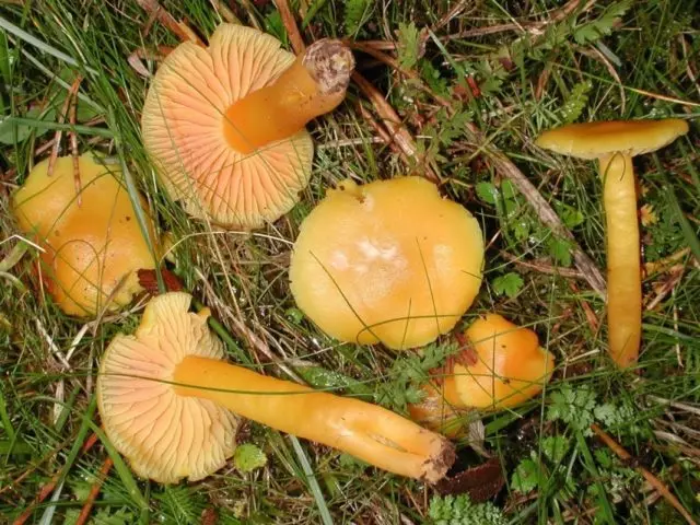 Oak hygrocybe: meesha ay ku koraan, xeerarka ururinta, sida ay u egtahay, miyey suurtagal tahay in wax la cuno, sawir 5598_2