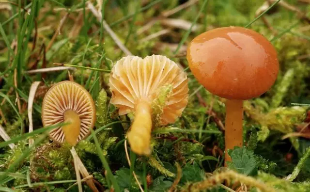 Oak hygrocybe: wêr't it groeit, de regels foar sammeljen, hoe't it derút sjocht, is it mooglik om te iten, foto 5598_7