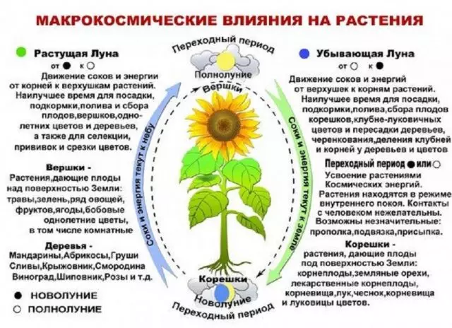 Gardener's lunar (sowing) calendar for may 2020 55_2