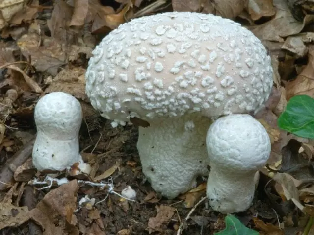 Jas hujan bengkak (Lycoperdon mammiforme): bagaimana tampilannya, di mana dan bagaimana tumbuh, dapat dimakan atau tidak, bagaimana dimasak 5611_1