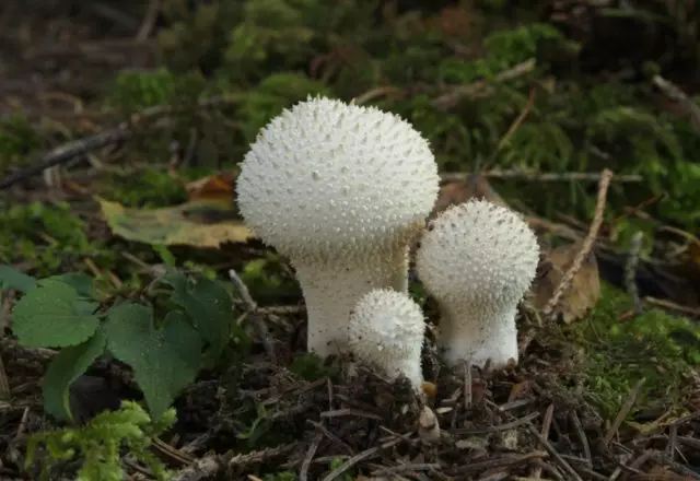 Cóta báistí puffy (Lycoperdon mammiforme): conas a fhéachann sé, cá háit agus conas a fhásann sé, inite nó nach bhfuil, conas a dhéantar é a chócaráil 5611_2