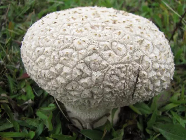 Cóta báistí puffy (Lycoperdon mammiforme): conas a fhéachann sé, cá háit agus conas a fhásann sé, inite nó nach bhfuil, conas a dhéantar é a chócaráil 5611_3