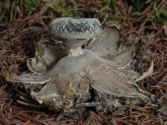 Starfish belang (Geastrum striatum): kaya apa, ing endi lan kepiye tuwuh, bisa dipangan utawa ora 5630_1