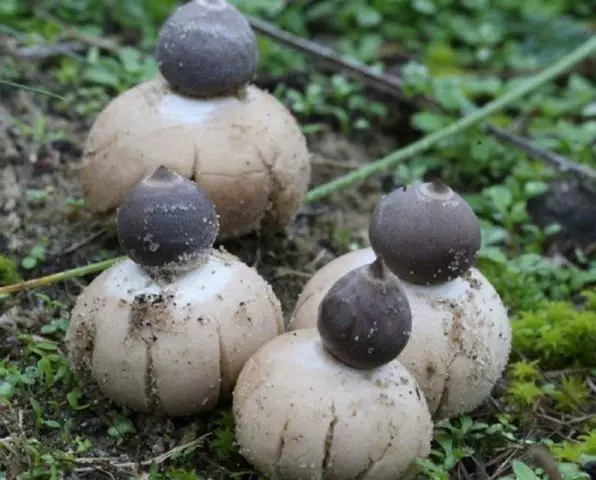 Imigca yeStarfish enemigca (Geastrum striatum): ijongeka kanjani, phi kwaye ikhula njani, iyatyiwa okanye hayi 5630_3