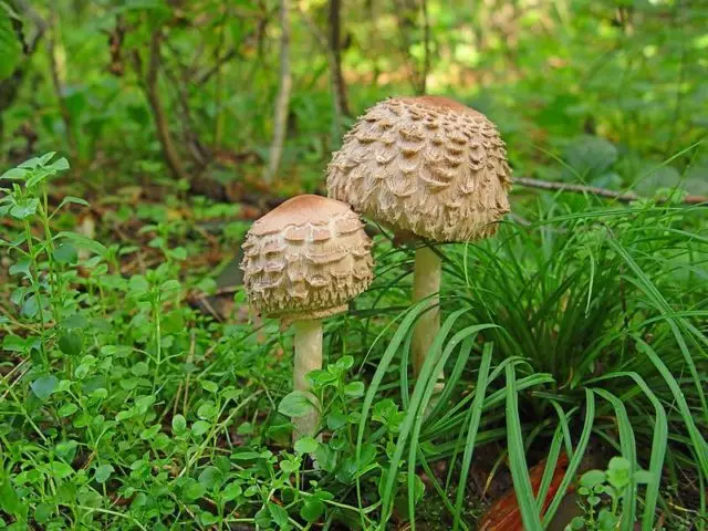 Li-mushroom tse khubelu (Chicken Coop): hore na e shebahala joang, e mela kae, e jeoa kapa che, o pheha joang 5636_2