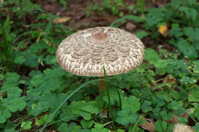 Li-mushroom tse khubelu (Chicken Coop): hore na e shebahala joang, e mela kae, e jeoa kapa che, o pheha joang 5636_3