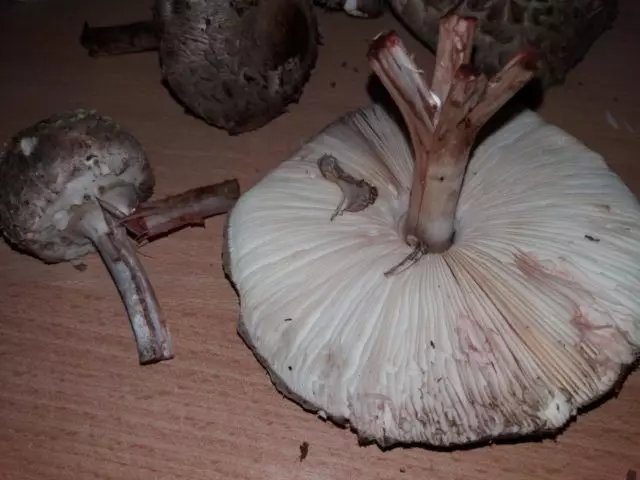 Red umbrella mushroom (Chicken Coop): what it looks like, where it grows, edible or not, how to cook 5636_4