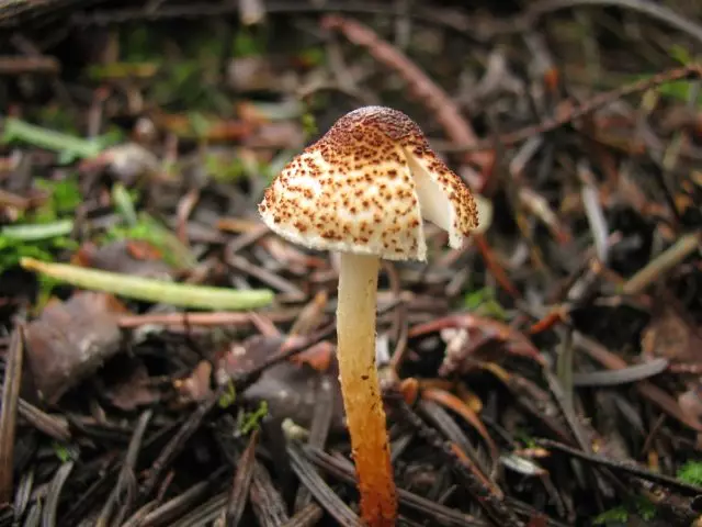 Li-mushroom tse khubelu (Chicken Coop): hore na e shebahala joang, e mela kae, e jeoa kapa che, o pheha joang 5636_5