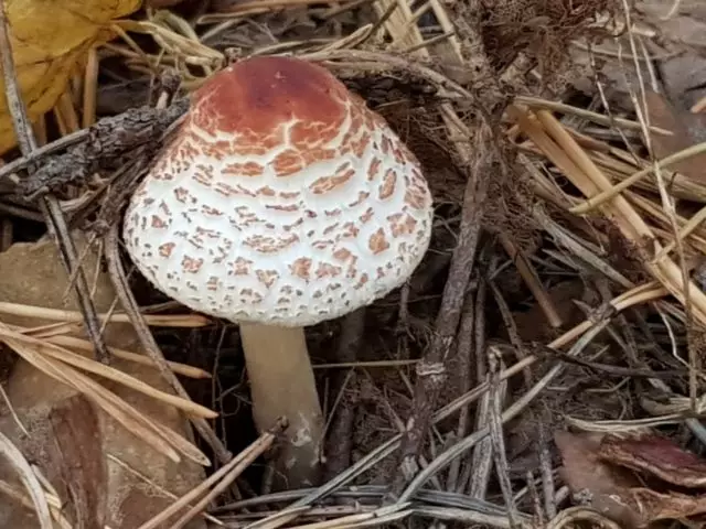 रातो छाता च्याउ (चिकन Coop): यो के जस्तो देखिन्छ, यो कहाँ बढ्छ, खाद्य वा छैन, कसरी पकाउने 5636_6